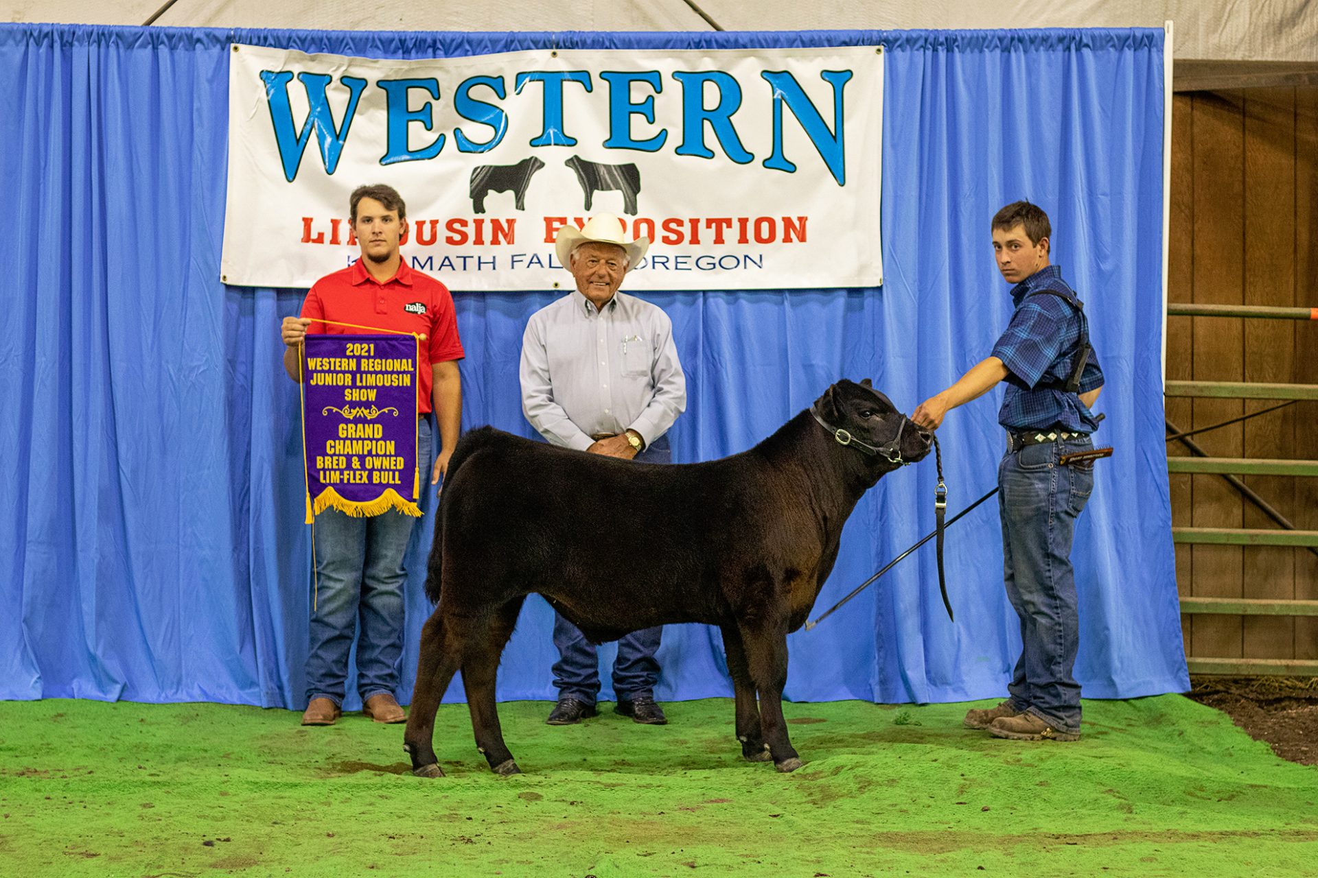Western Regional Junior Limousin Show – Limousin365