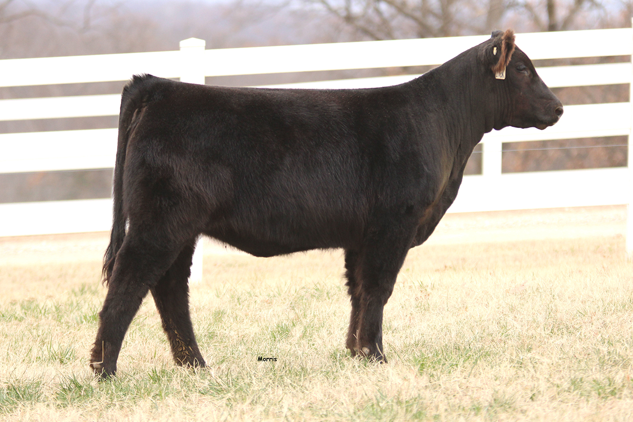 Glendenning J Bar J Holiday Classic Online Sale – Limousin365