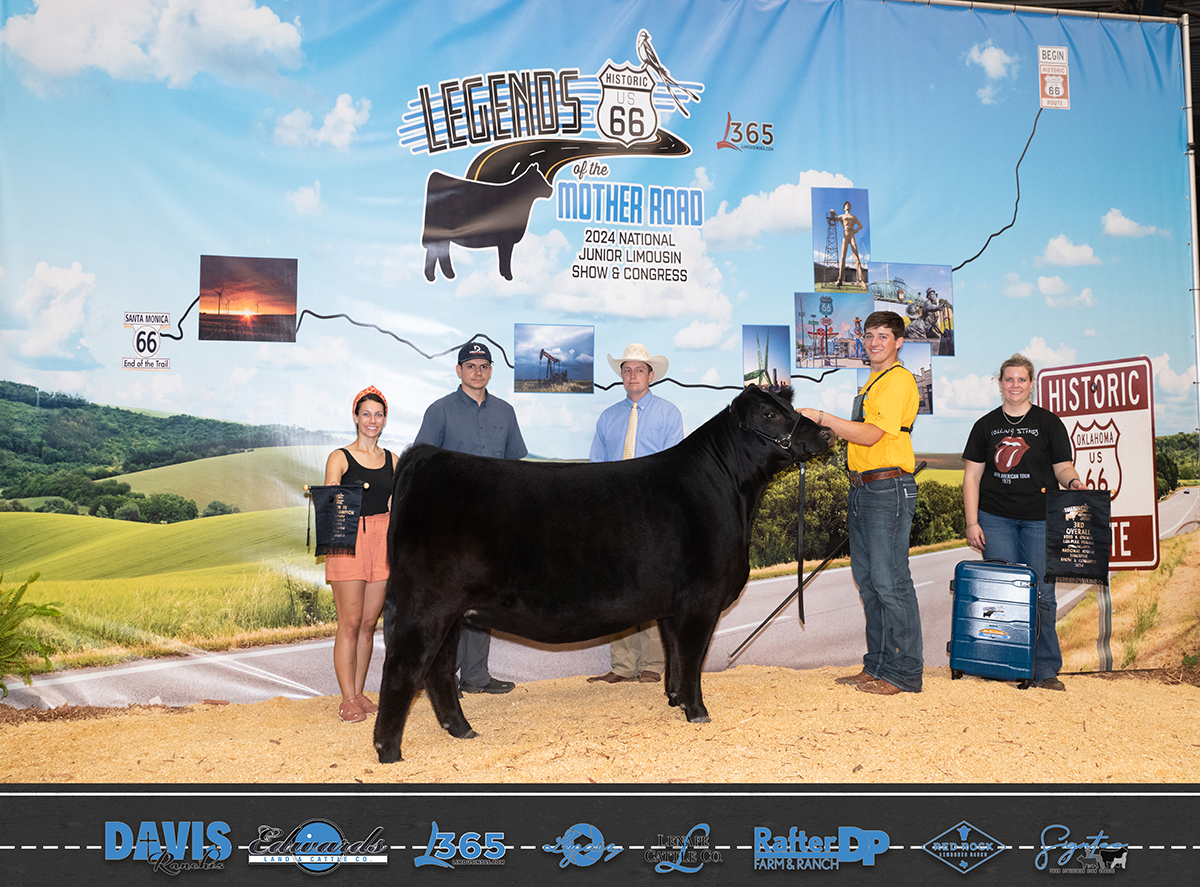 NJLSC Bred & Owned Lim-Flex Female Show – Limousin365