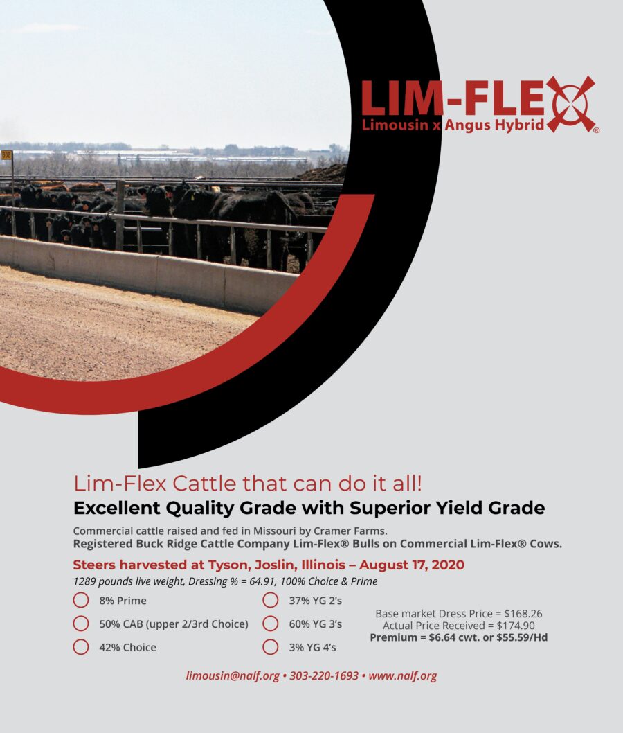Lim-Flex Steers Grade and Yield – Limousin365