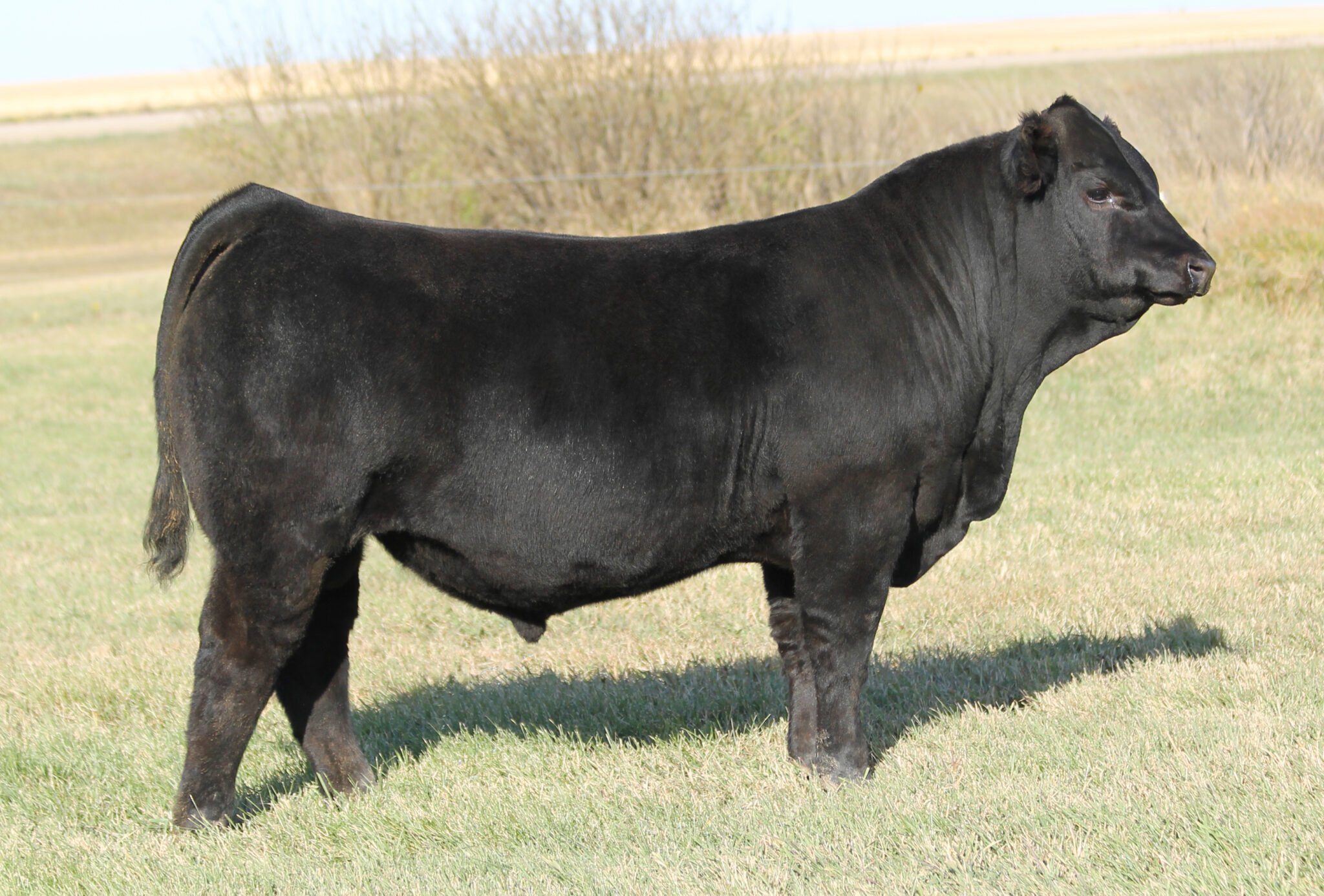 9th Annual B-Bar Cattle Bull & Female Sale – Limousin365